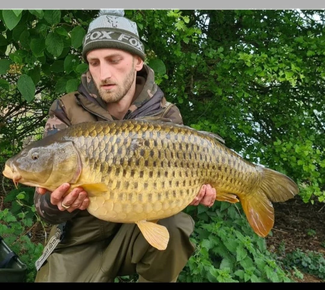 Golden Common | Total Carp